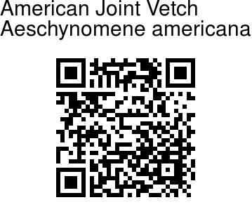 Aeschynomene americana - American Joint Vetch