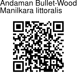 Manilkara littoralis - Andaman Bullet-Wood