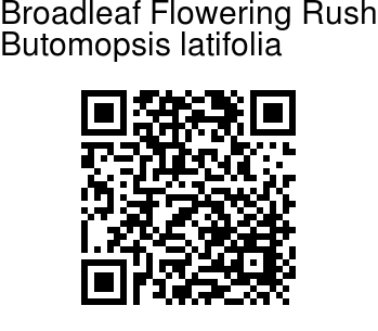 Butomopsis latifolia - Broadleaf Flowering Rush