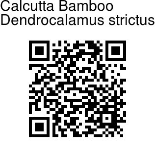 Dendrocalamus strictus - Calcutta Bamboo
