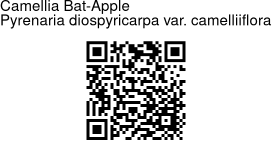 Pyrenaria diospyricarpa var. camelliiflora - Camellia Bat-Apple