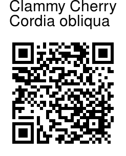 Cordia obliqua - Clammy Cherry