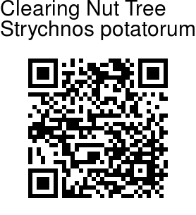 Strychnos potatorum - Clearing Nut Tree