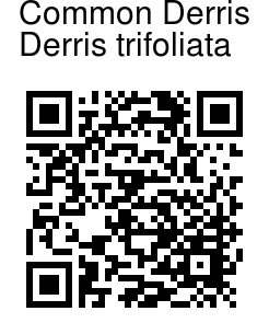 Derris trifoliata - Common Derris