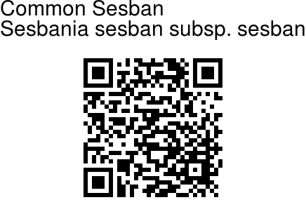 Sesbania sesban subsp. sesban - Common Sesban