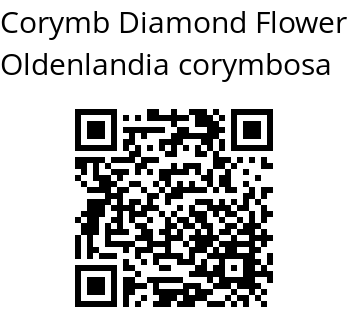 Oldenlandia corymbosa - Corymb Diamond Flower
