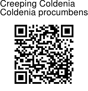 Coldenia procumbens - Creeping Coldenia