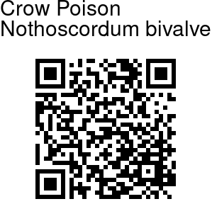 Nothoscordum bivalve - Crow Poison
