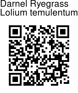 Lolium temulentum - Darnel Ryegrass