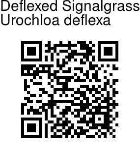 Urochloa deflexa - Deflexed Signalgrass