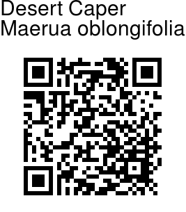 Maerua oblongifolia - Desert Caper