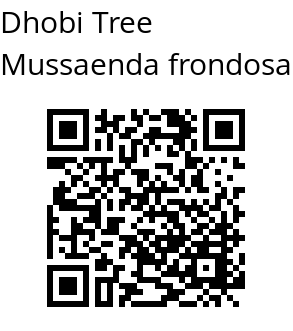 Mussaenda frondosa - Dhobi Tree
