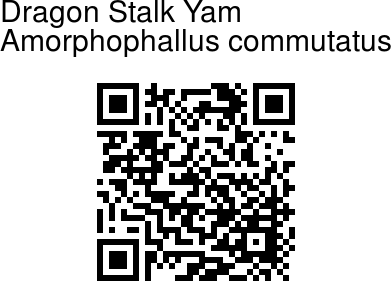 Amorphophallus commutatus - Dragon Stalk Yam