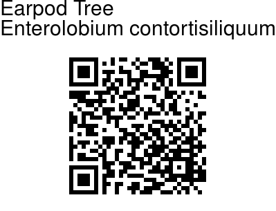 Enterolobium contortisiliquum - Earpod Tree