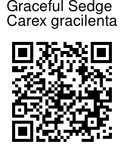 Carex gracilenta - Graceful Sedge