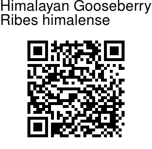 Ribes himalense - Himalayan Gooseberry