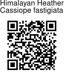 Cassiope fastigiata - Himalayan Heather