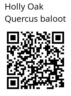 Quercus baloot - Holly Oak