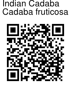 Cadaba fruticosa - Indian Cadaba