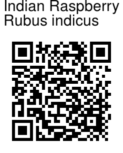 Rubus indicus - Indian Raspberry