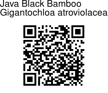 Gigantochloa atroviolacea - Java Black Bamboo