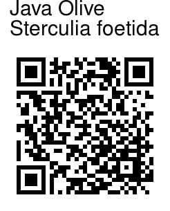 Sterculia foetida - Java Olive