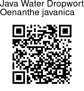 Oenanthe javanica - Java Water Dropwort