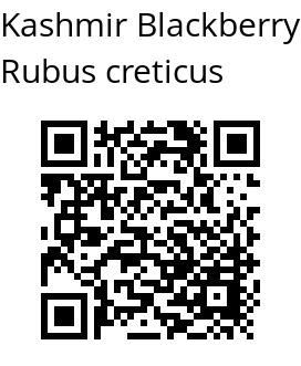 Rubus creticus - Kashmir Blackberry