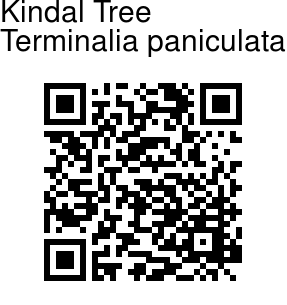 Terminalia paniculata - Kindal Tree