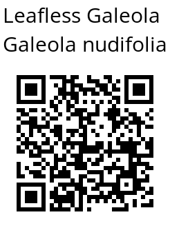 Galeola nudifolia - Leafless Galeola
