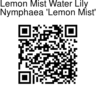 Nymphaea 'Lemon Mist' - Lemon Mist Water Lily