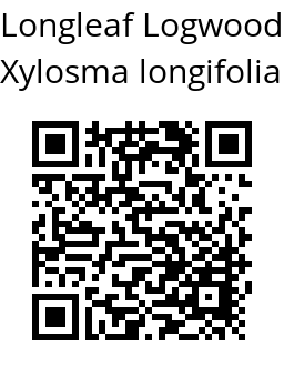 Xylosma longifolia - Longleaf Logwood