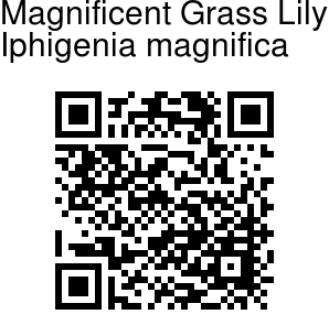 Iphigenia magnifica - Magnificent Grass Lily