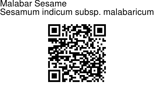 Sesamum indicum subsp. malabaricum - Malabar Sesame