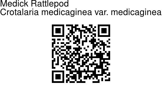 Crotalaria medicaginea var. medicaginea - Medick Rattlepod