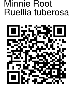 Ruellia tuberosa - Minnie Root