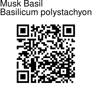 Basilicum polystachyon - Musk Basil