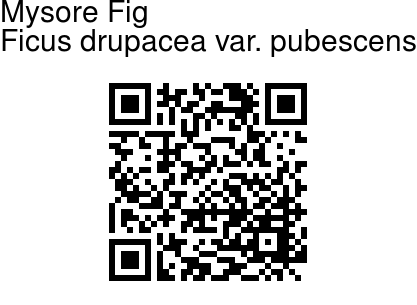 Ficus drupacea var. pubescens - Mysore Fig