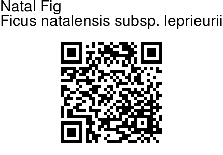 Ficus natalensis subsp. leprieurii - Natal Fig