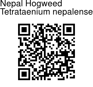 Tetrataenium nepalense - Nepal Hogweed