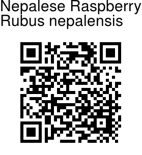 Rubus nepalensis - Nepalese Raspberry