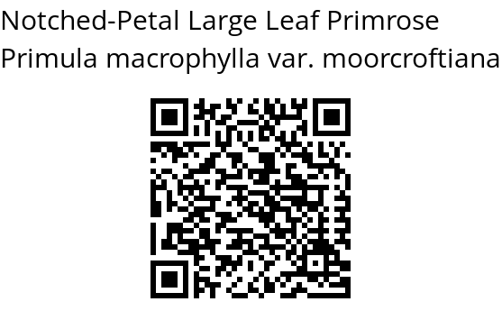 Primula macrophylla var. moorcroftiana - Notched-Petal Large Leaf Primrose