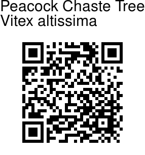 Vitex altissima - Peacock Chaste Tree