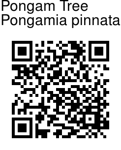 Pongamia pinnata - Pongam Tree