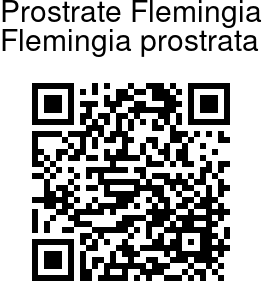 Flemingia prostrata - Prostrate Flemingia