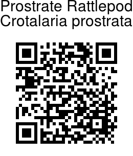 Crotalaria prostrata - Prostrate Rattlepod