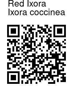 Ixora coccinea - Red Ixora