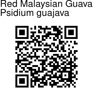 Psidium guajava - Red Malaysian Guava
