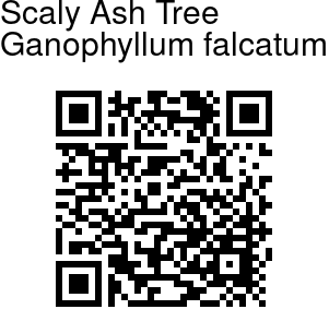 Ganophyllum falcatum - Scaly Ash Tree