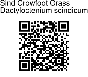 Dactyloctenium scindicum - Sind Crowfoot Grass